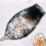 [7ページ目] プランクトン図鑑 | 四日市大学生物学研究所