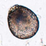 原生動物門 | 四日市大学生物学研究所