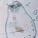 [2ページ目] プランクトン図鑑 | 四日市大学生物学研究所