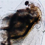 [4ページ目] 動物プランクトン | 四日市大学生物学研究所